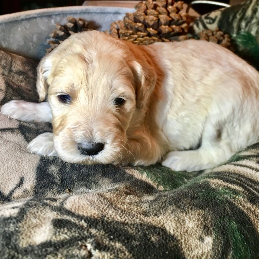 The Collapse – Coffee, Tea, and Reverie