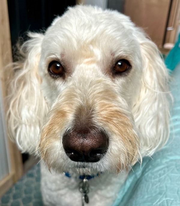 The Collapse – Coffee, Tea, and Reverie